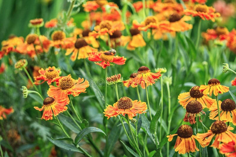 Helenium Hybridum `Waltraut` Stock Photo - Image of fresh, hybridum ...