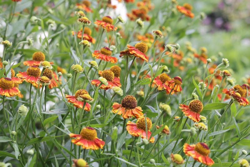 Helenium Konigstiger. Helenium. Helenium Autumnale. Bush Helenium ...