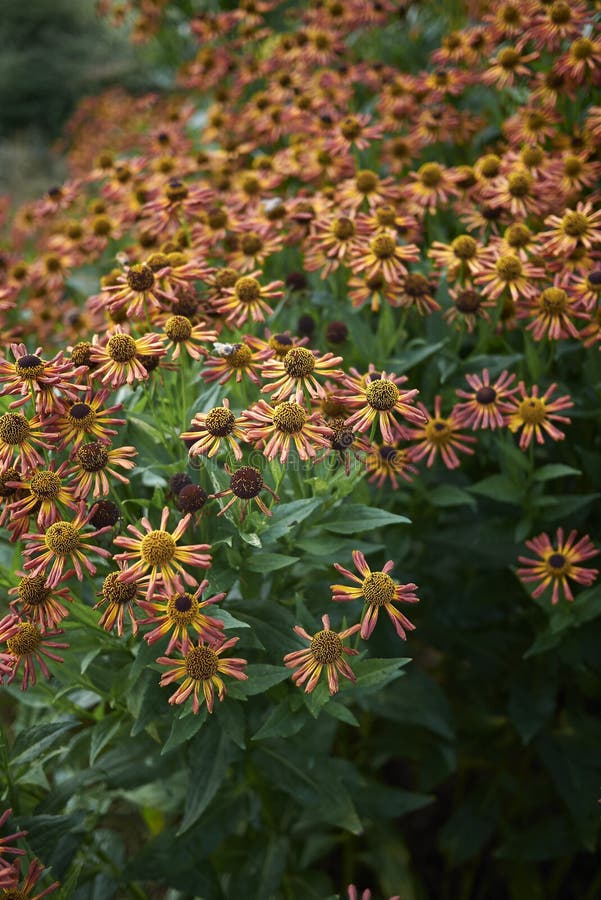 Multicolored Blooming of Helenium Plant Stock Photo - Image of flowers ...