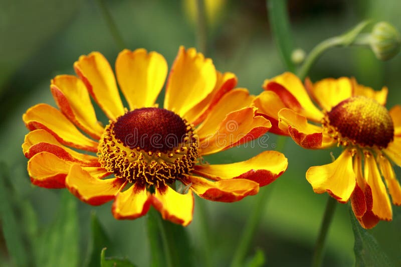 Helenium (solar herb) stock image. Image of borderplant - 43544363