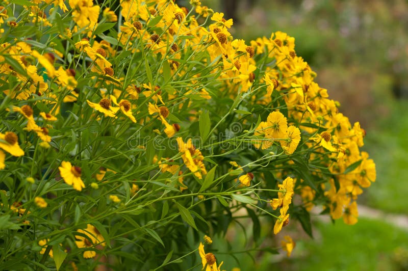 Helenium stock image. Image of flower, floral, nature - 34038499