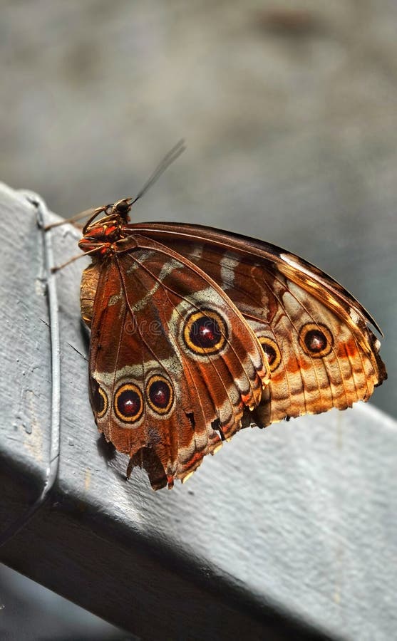 Helenor or Common Blue Morpho at Antipa Museum in Bucharest Stock Image ...