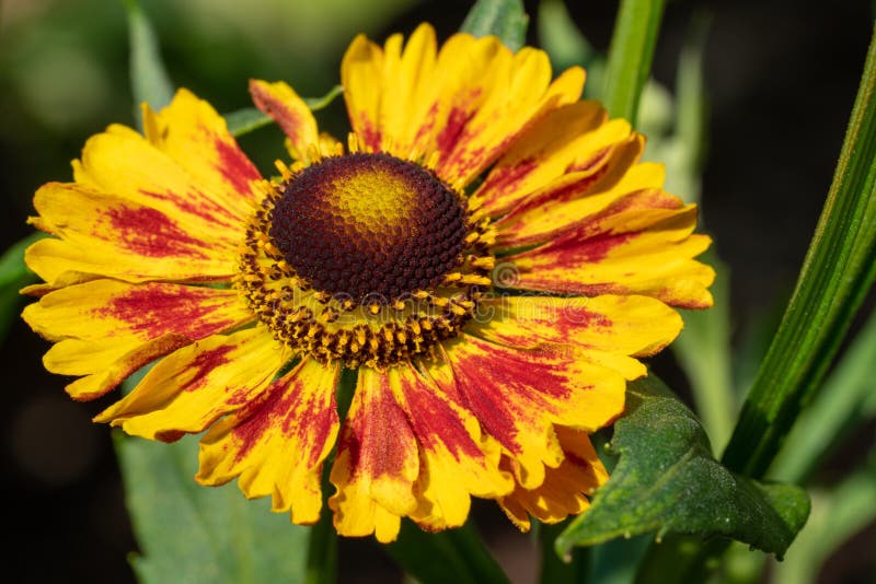 Helens Flower, Helenium stock image. Image of horticulture - 156821393