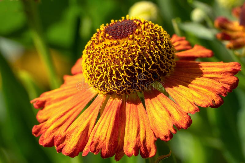 Helens Flower, Helenium stock image. Image of floristry - 157405725