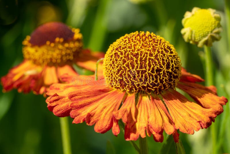 Helens Flower, Helenium stock image. Image of freshness - 156821461