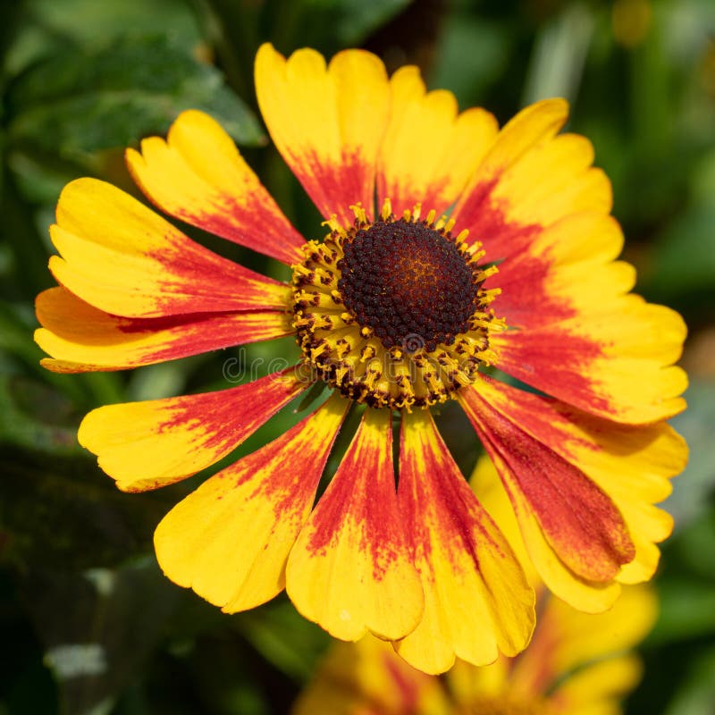 Helens Flower, Helenium stock image. Image of floristry - 157405725