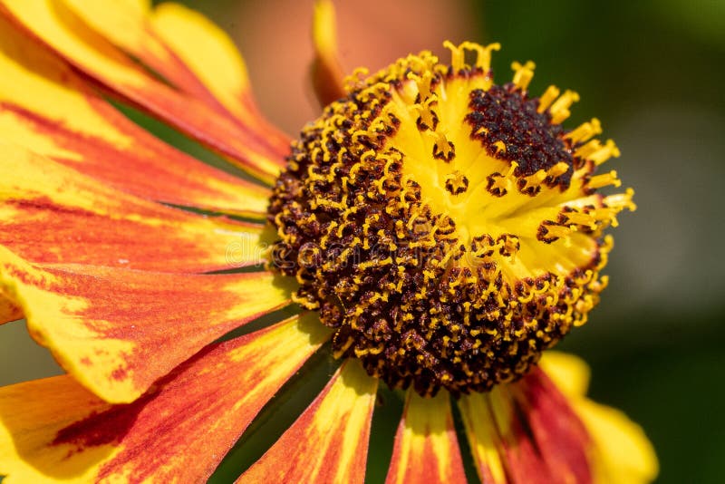 Helens Flower, Helenium stock image. Image of helens - 156821477