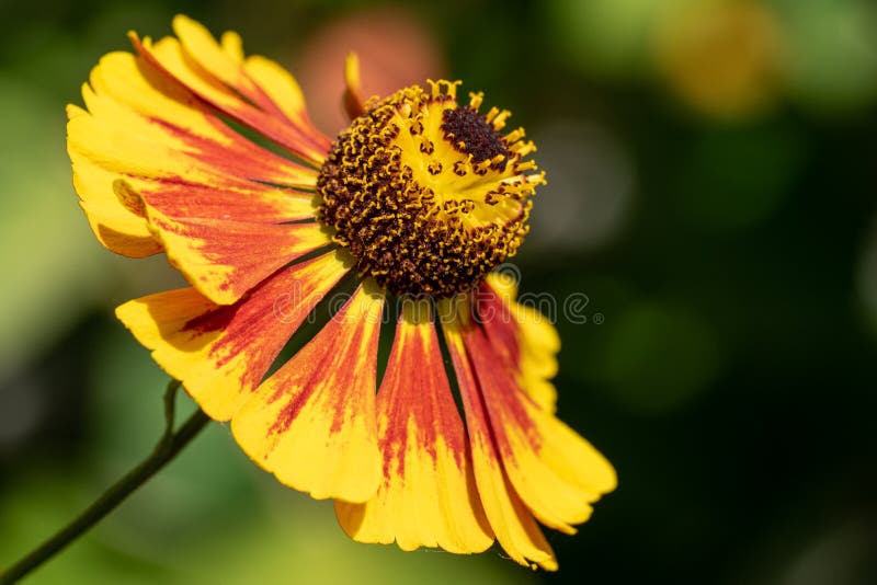 Helens Flower, Helenium stock photo. Image of floristry - 156821494