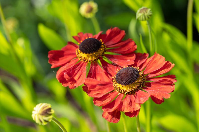 Helens Flower, Helenium stock image. Image of leaf, botanic - 245746321