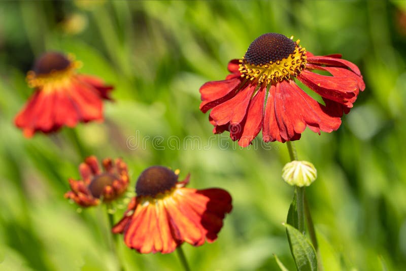 Helens Flower, Helenium stock photo. Image of closeup - 245746328