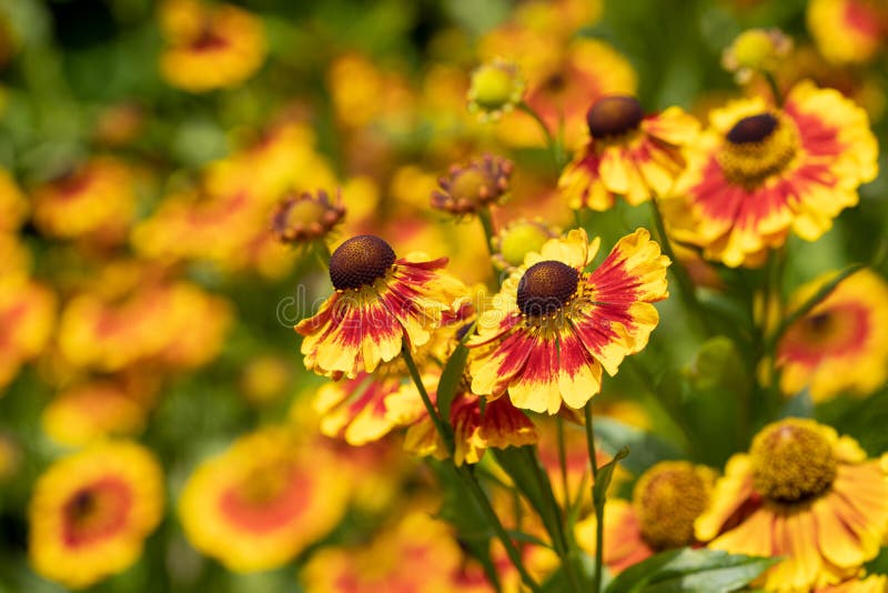 Helens Flower, Helenium stock photo. Image of close - 247397166