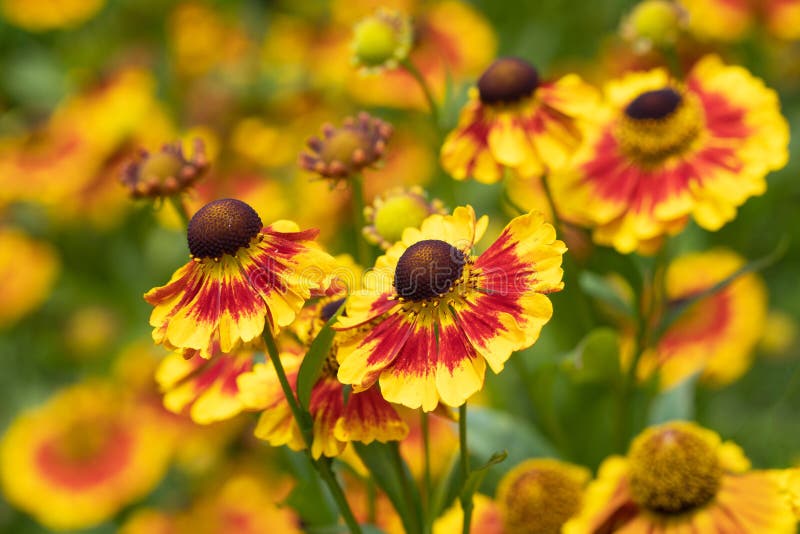 Helens Flower, Helenium stock photo. Image of flora - 247397168