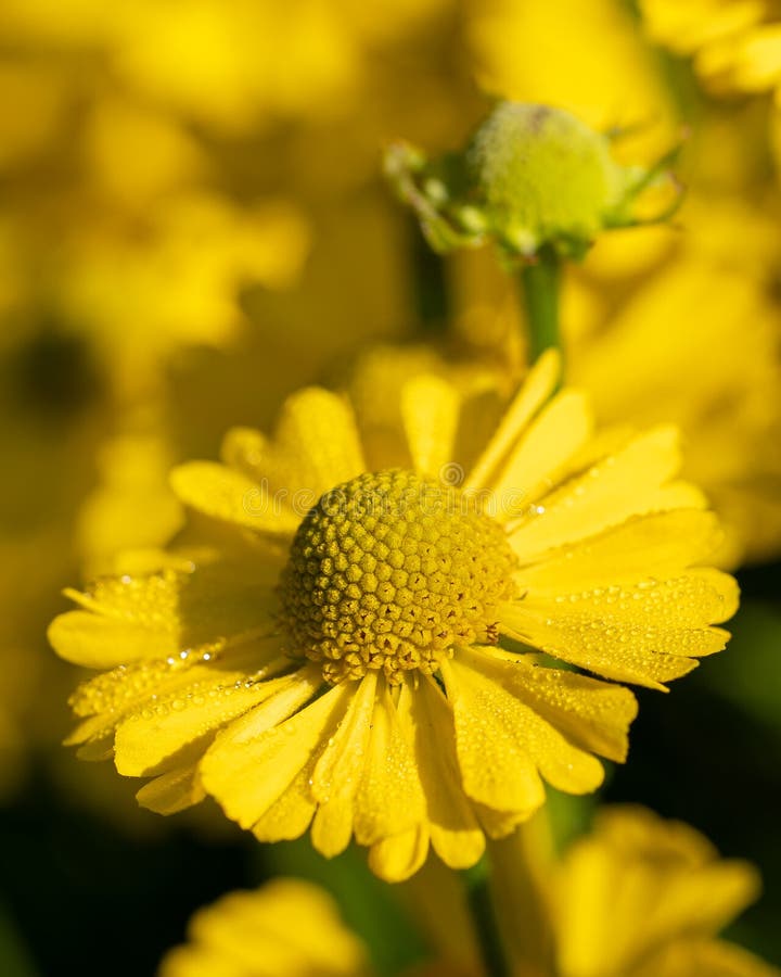 Helens Flower, Helenium stock photo. Image of horticulture - 247397176
