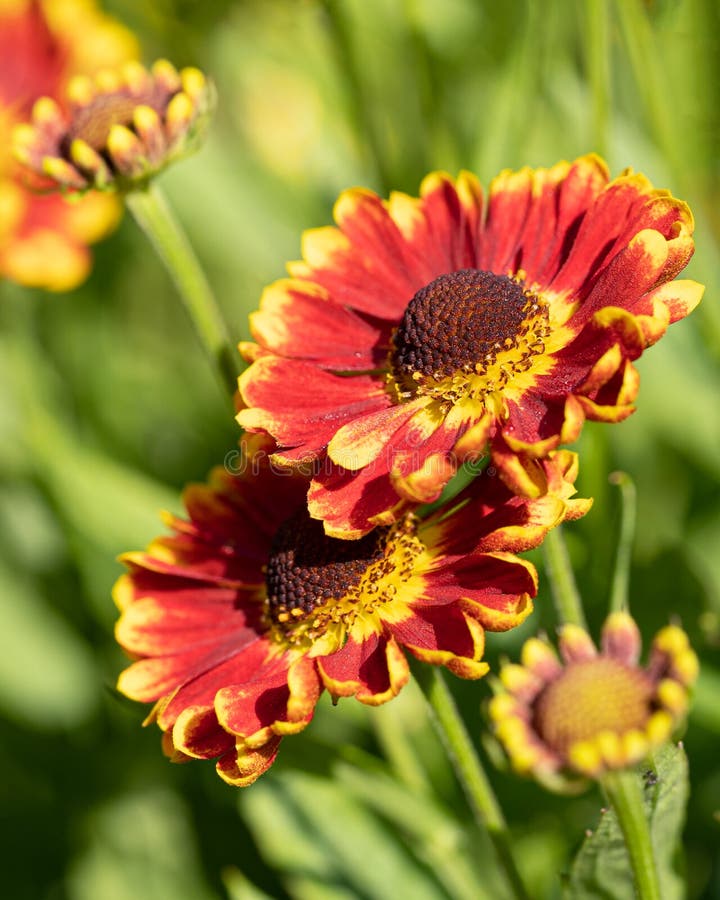 Helens Flower, Helenium stock photo. Image of botanical - 247397182
