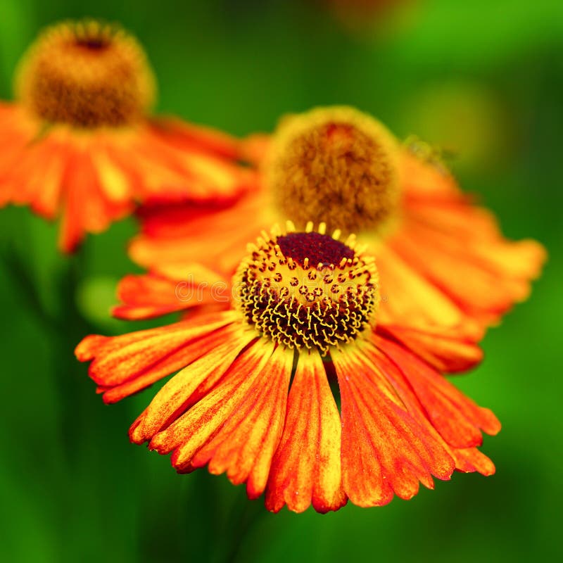 Helens Flower, Helenium stock image. Image of flowerbed - 100964509