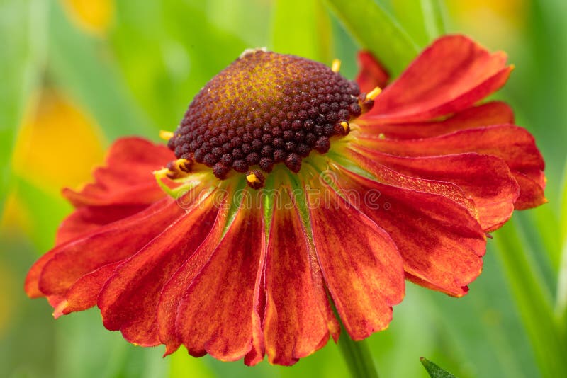 Helens Flower, Helenium stock image. Image of floristry - 157405725