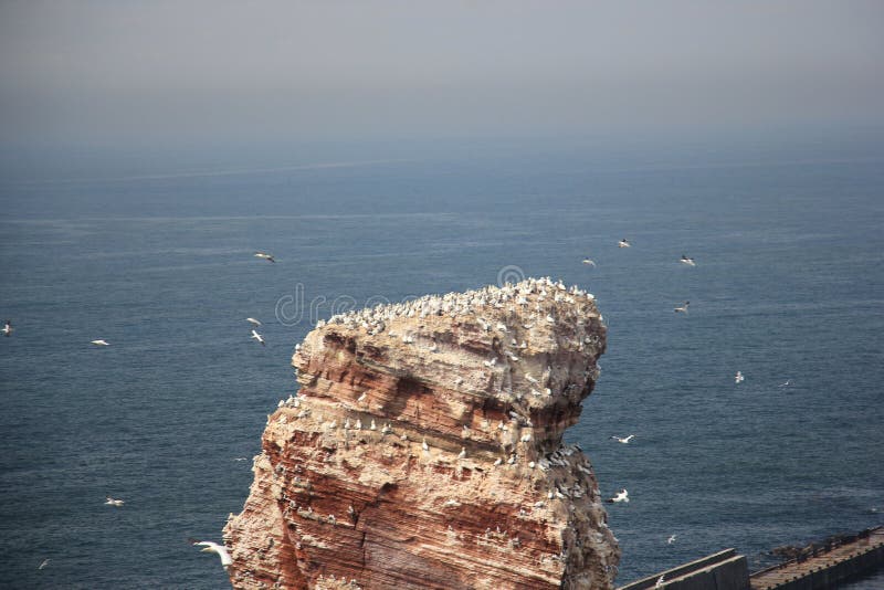 On Helgoland stock image. Image of look, helgoland, high - 195897143