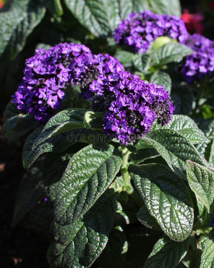 Heliótropo púrpura foto de archivo. Imagen de flores - 93617812