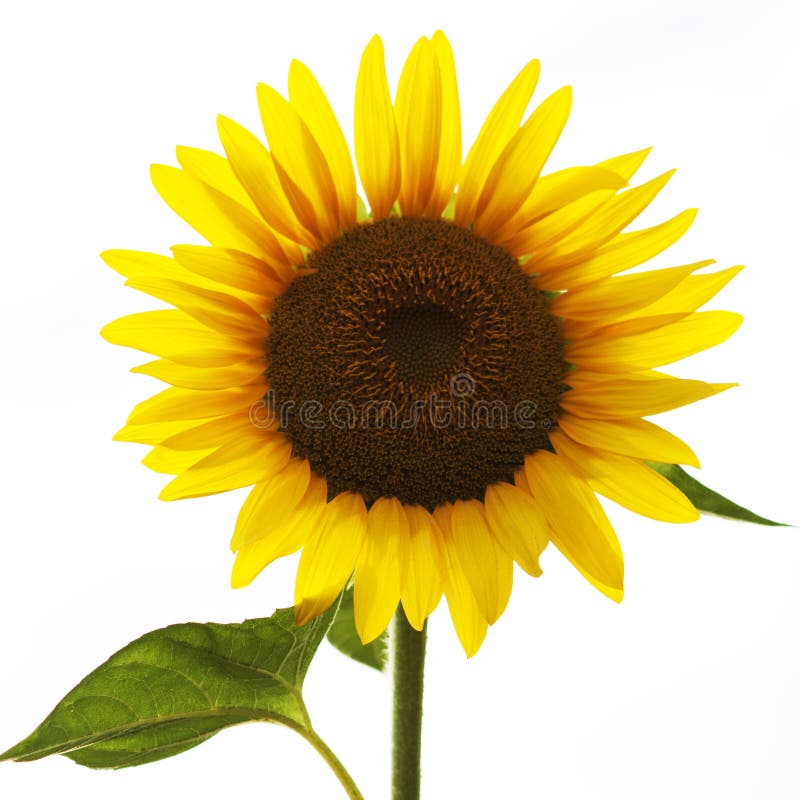 Helianthus (sunflowers) stock photo. Image of bloom, leaves - 30436488
