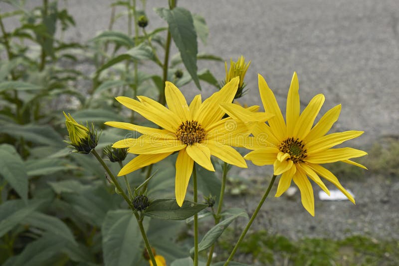 Yellow Bright Flowers of Helianthus Tuberosus Stock Photo - Image of ...