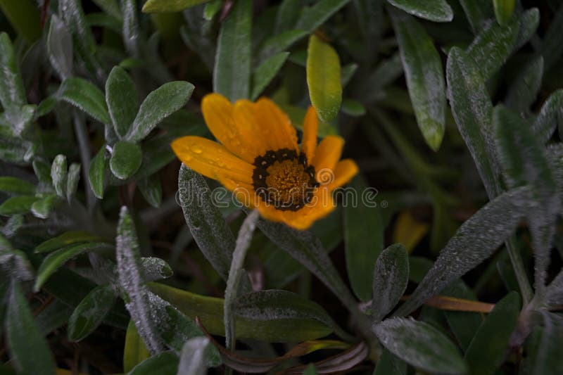 Heliantus in a bush stock image. Image of cultivation - 359362639