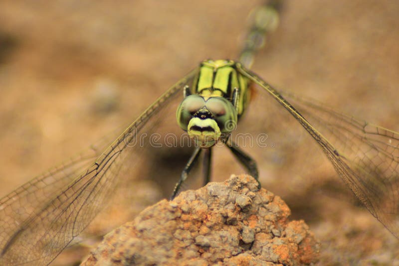 Helicópteros como insectos imagen de archivo. Imagen de mosca - 173403427