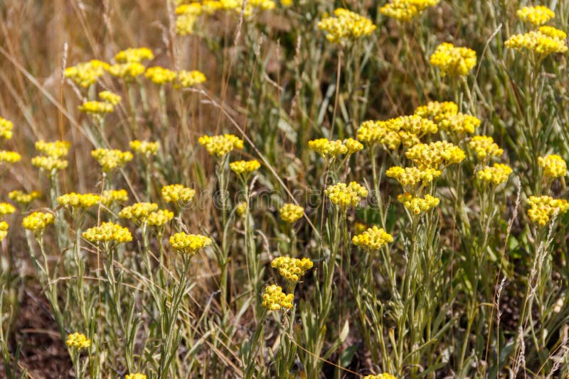 110 Life Everlasting Herb Stock Photos - Free & Royalty-Free Stock ...