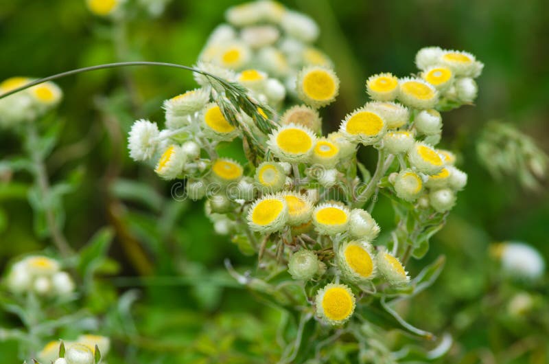 Helichrysum stock image. Image of plant, stoechas, environment - 39424603
