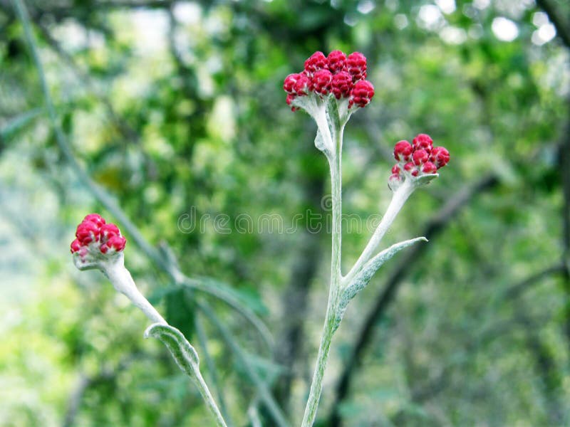 Helichrysum flower stock image. Image of flower, helichrysum - 89507429
