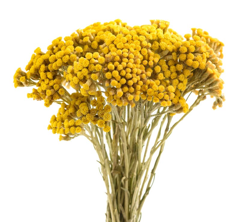 Helichrysum flowers stock image. Image of white, flower - 267309343