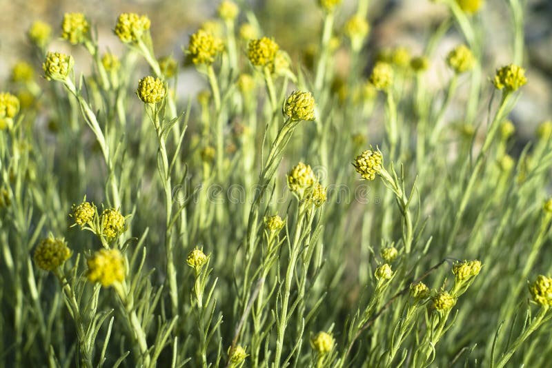 Helichrysum Italicum (Helichrysum Angustifolium) Stock Image - Image of ...