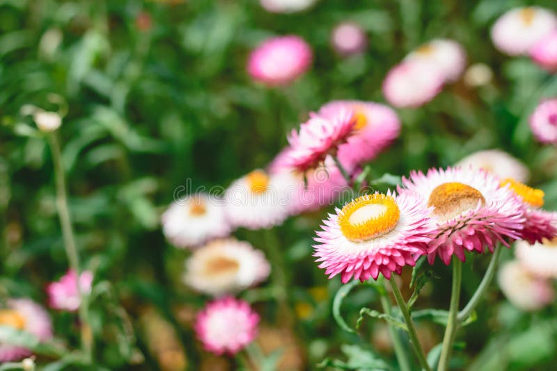 Helichrysum or Straw Flower Stock Image - Image of beautiful, nature ...