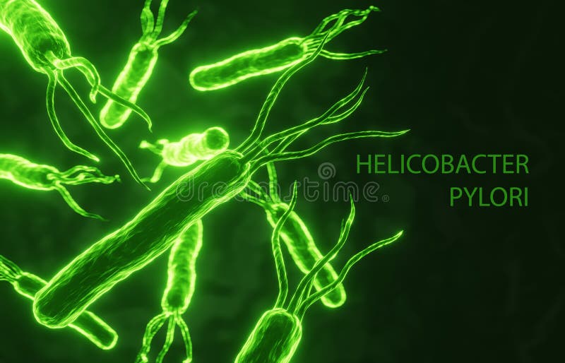 Helicobacter Pylori Bacteria Cells on Green Background Stock ...