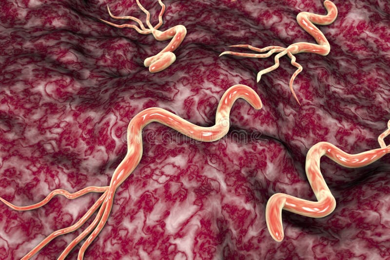 Helicobacter Pylori, Bacterium Colonizing Stomach Stock Illustration ... Helicobacter Pylori, Bacterium Colonizing Stomach Stock Illustration ...