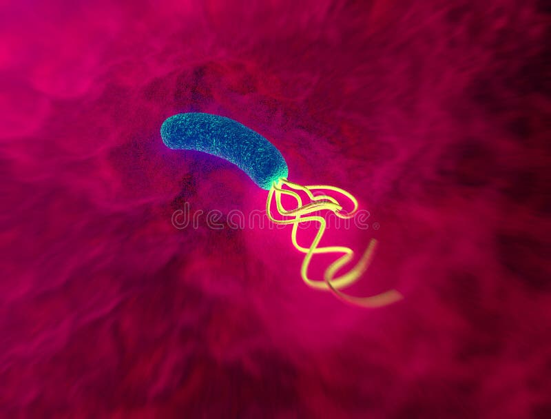 Helicobacter Pylori Bacterium Stock Illustration - Illustration of ...