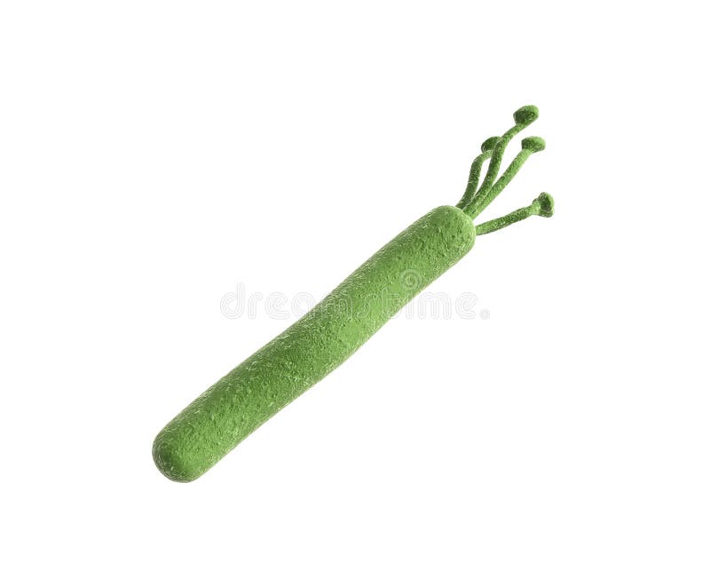 Helicobacter Pylori 3d Render Image on Grey Stock Illustration ...