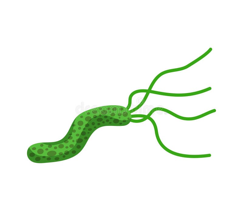 Helicobacter Pylori Treatment Stock Illustrations – 233 Helicobacter ...