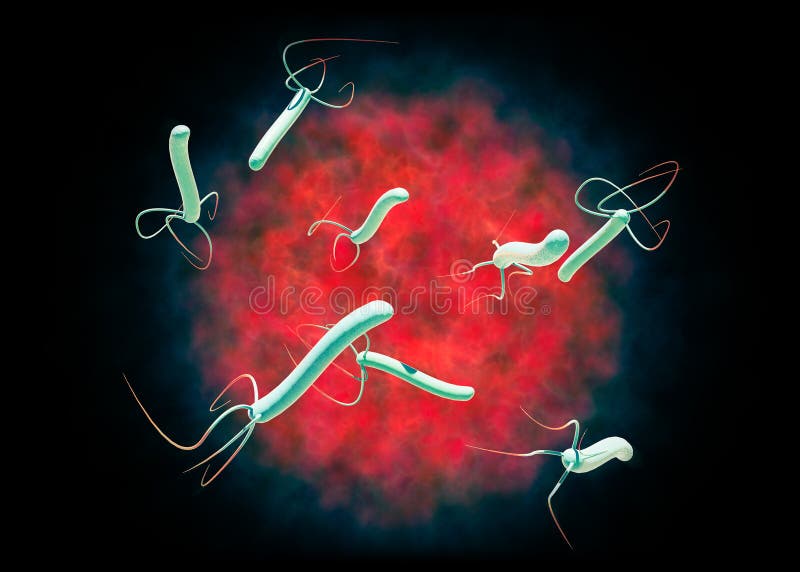 Helicobacter Pylori is a Gram-negative, Flagellated, Helical Bacterium ...