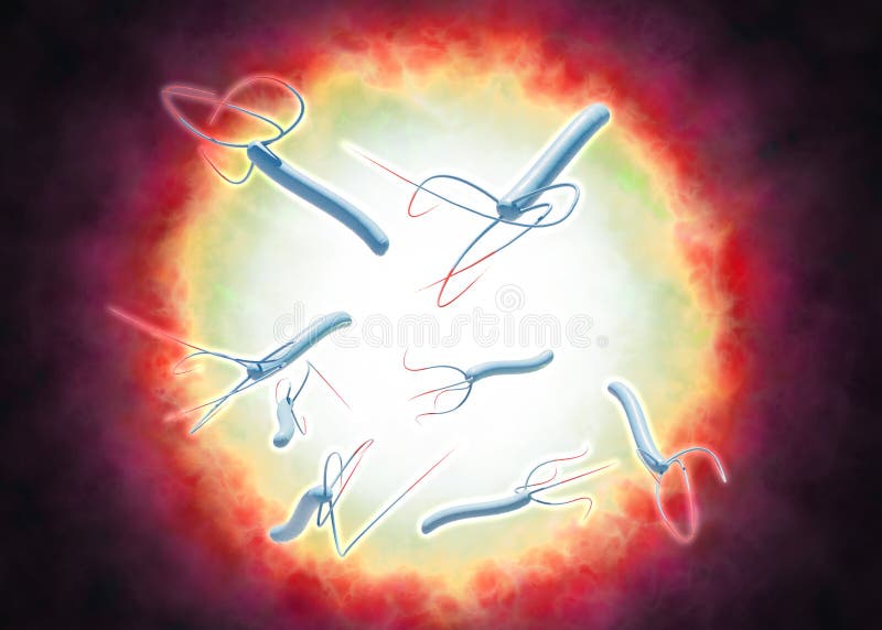 Helicobacter Pylori is a Gram-negative, Flagellated, Helical Bacterium ...