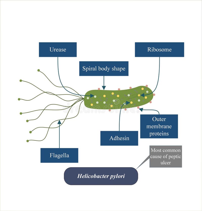 Helicobacter Pylori - a Gram-negative, Microaerophilic, Bacterium Stock ...