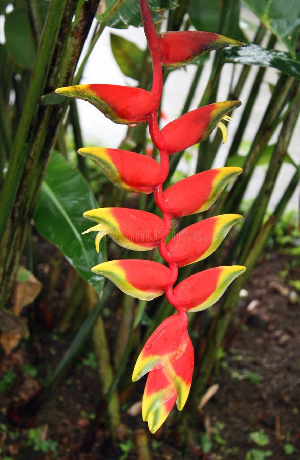 Heliconia Pendula, Costa Rica Stock Image - Image of green, plants ...
