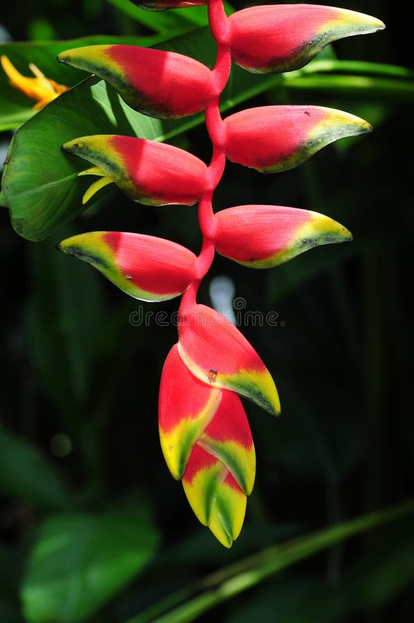 Heliconia Pendula, Costa Rica Stock Image - Image of green, plants ...