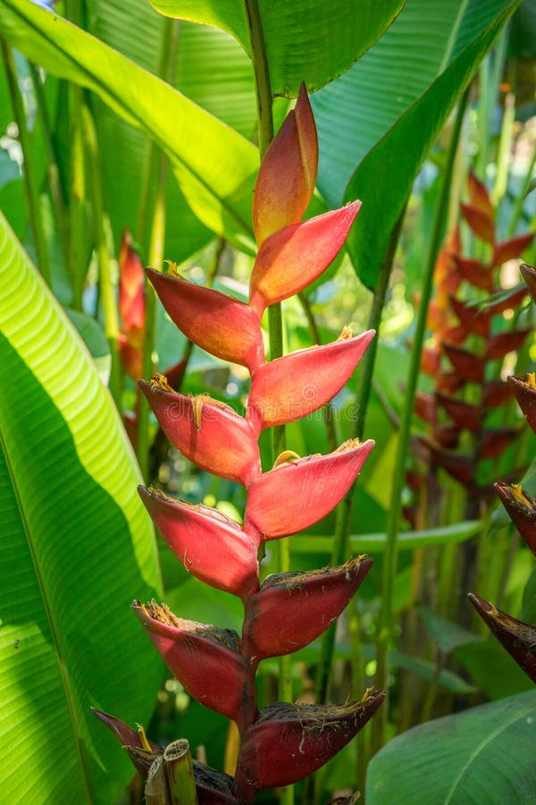 Heliconia-bihai stockfoto. Bild von auslegung, orange - 83465418