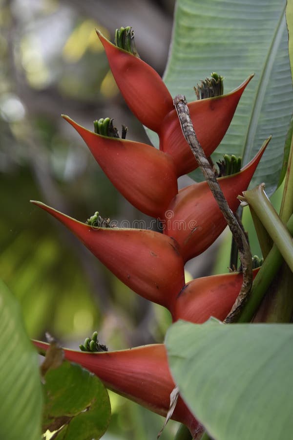 Heliconia Bihai or Red Palulu Stock Photo - Image of food, tree: 360649702