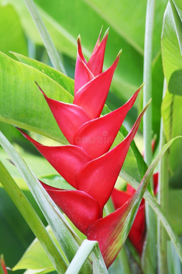 Tropical Flower Heliconia Caribaea Stock Photo - Image of forest, macro ...