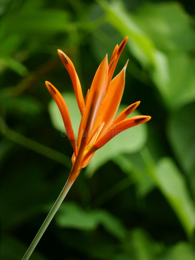 Heliconia stock photo. Image of annual, nature, ornamental - 77124234