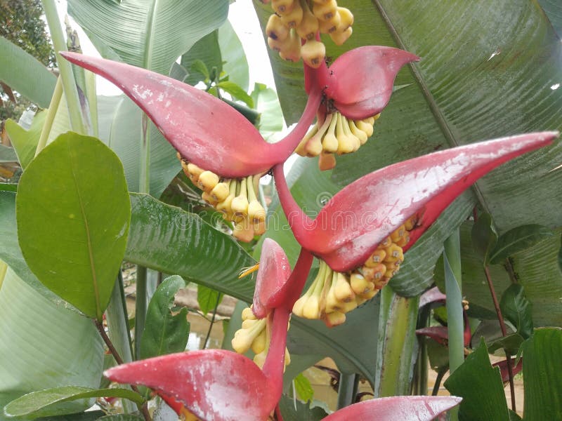 Heliconia Collinsiana Flowers Blooming in the Yard Stock Image - Image ...