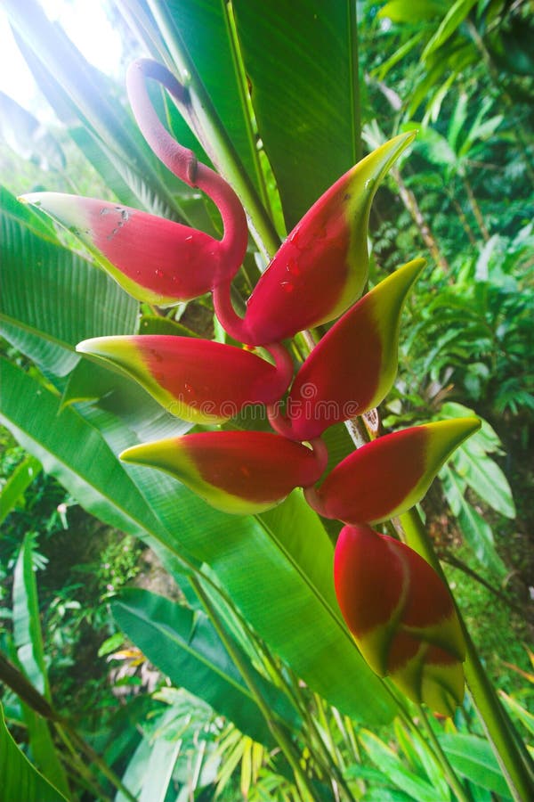 Heliconia flower stock image. Image of hawaii, botany - 8807399