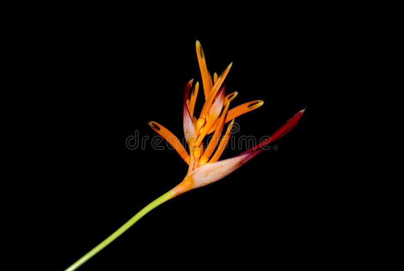 Heliconia Flower on Black stock photo. Image of hypnotic - 6450122