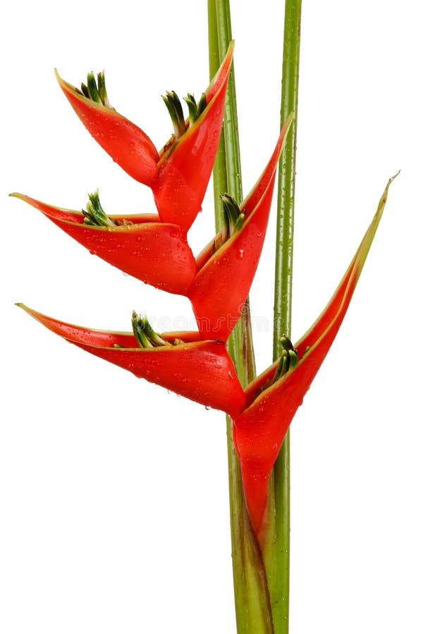 Heliconia stock image. Image of green, botanic, macro, heliconia - 88553